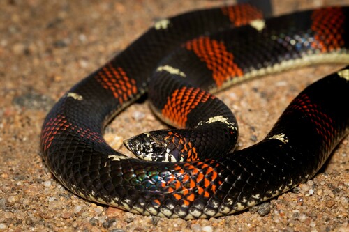 Banded Hognose Snake (Xenodon pulcher) - Snakes and Lizards