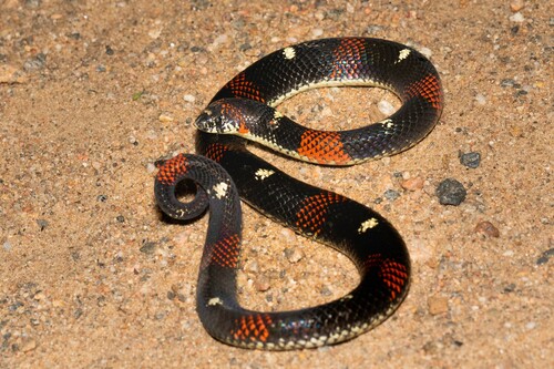 Banded Hognose Snake (Xenodon pulcher) - Snakes and Lizards