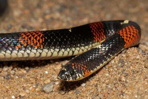 Banded Hognose Snake (Xenodon pulcher) - Snakes and Lizards