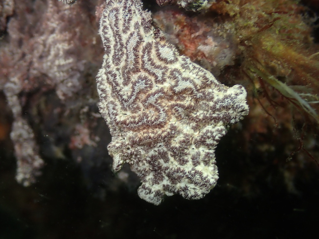 ladder ascidian from Newcastle NSW, Australia on December 3, 2024 at 01 ...