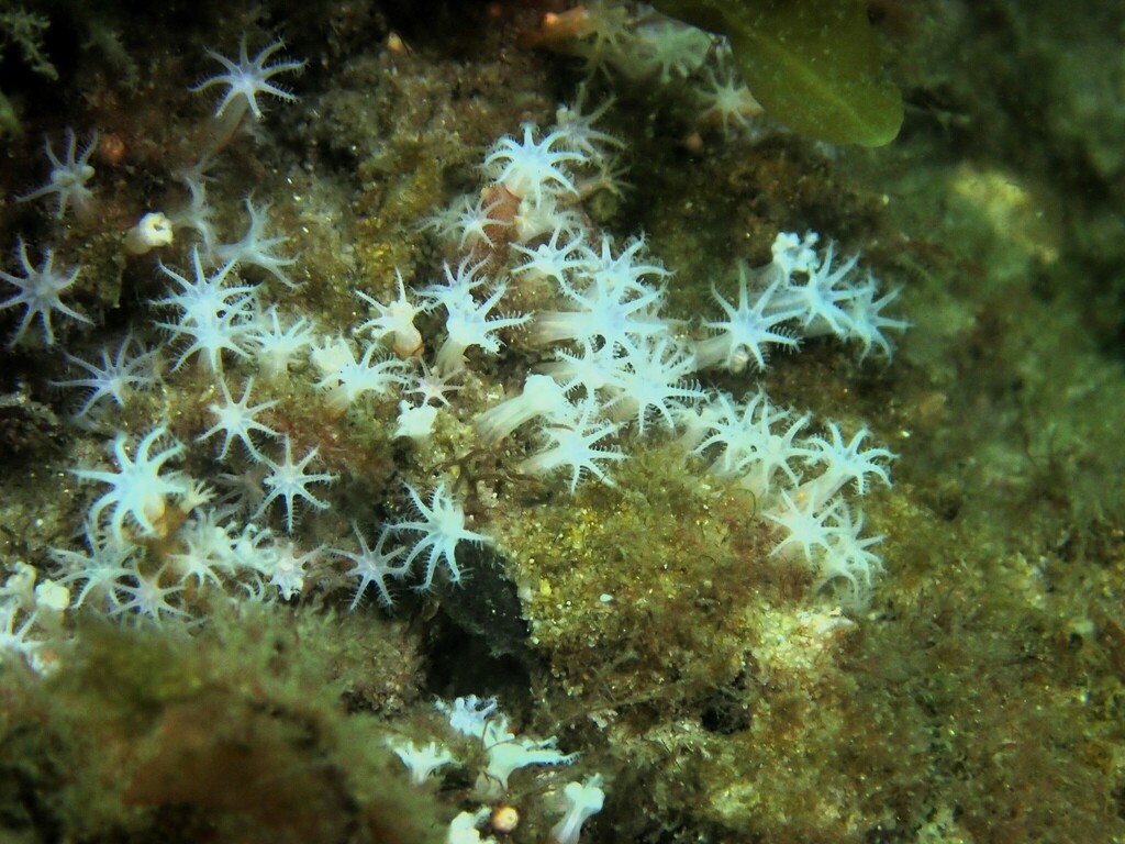 Snowflake Coral from Newcastle NSW, Australia on December 3, 2024 at 01 ...