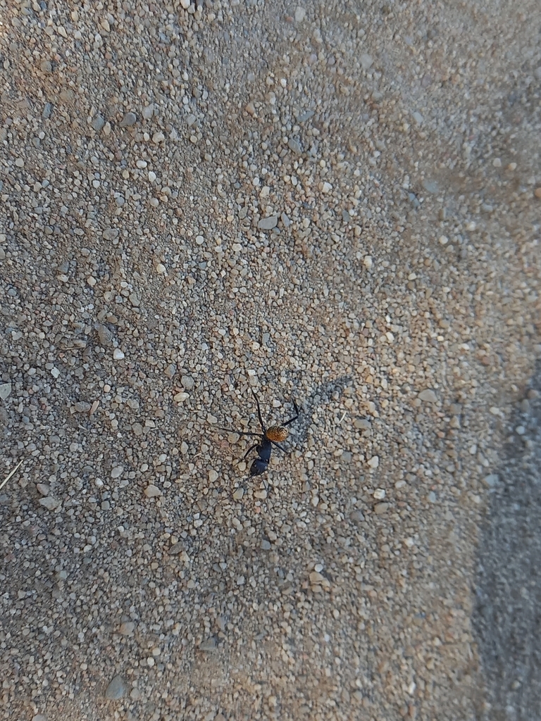 Karoo Balbyter Ant from Matjiesrivier, ZA-WC-WC, ZA-WC, ZA on December ...