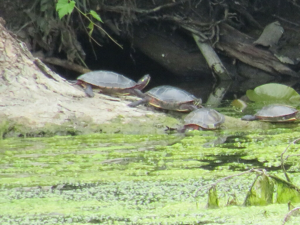 Midland Painted Turtle from Ottawa, CA-ON, CA on July 9, 2023 at 12:42 ...