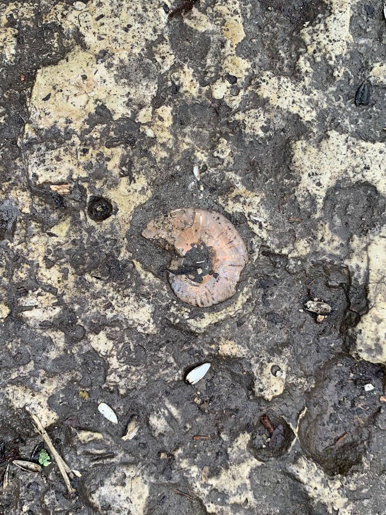 Ammonites in December 2024 by Emma Loomis-Amrhein. could be human ...