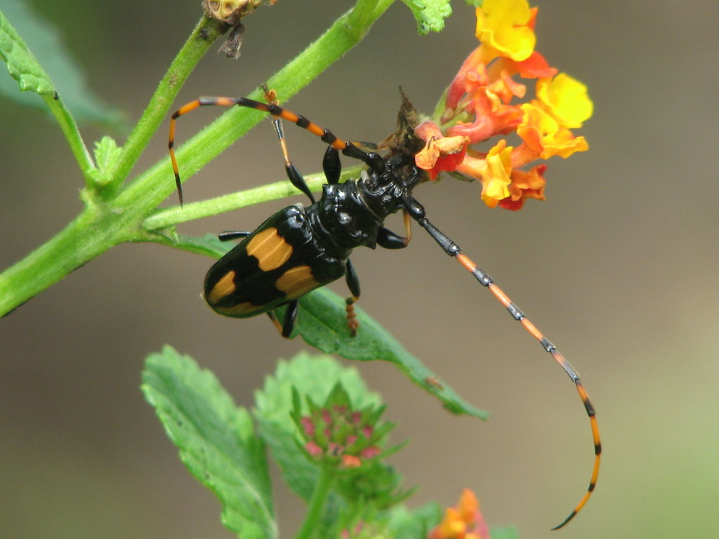 Long-jawed Longhorn Beetle (Biodiversity of Eckerd College) · iNaturalist
