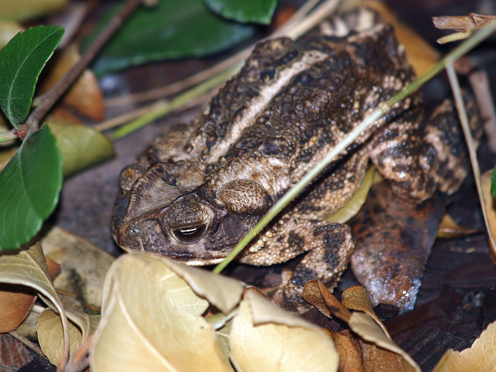 Gulf Coast Toad from Nate's home 725 Lemmon Ln, Forney, TX 75126, USA ...