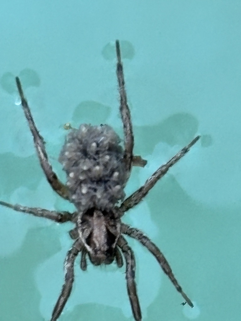 Artoriopsis melissae from Burraneer Rd, Coomba Park, NSW, AU on ...