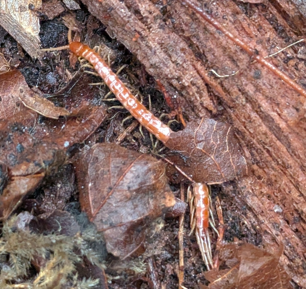 Thorn-tailed Bark Centipede from Bowen Island, BC, Canada on December 26, 2024 at 12:28 PM by ...