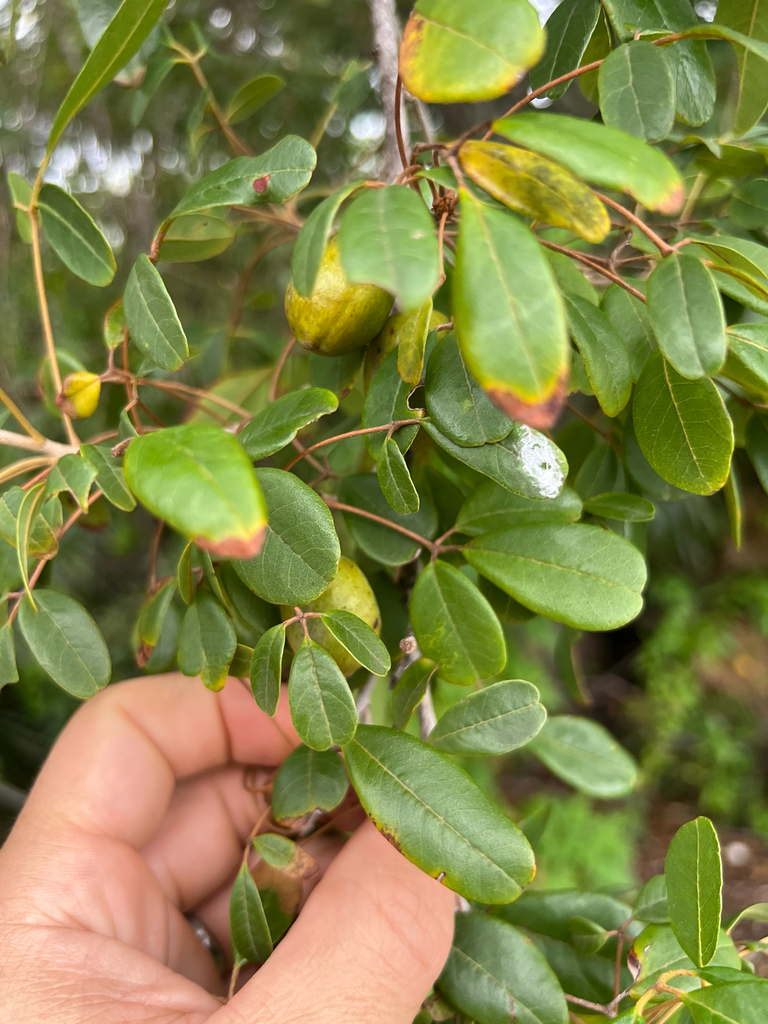 Bitter Plum (Picrodendron baccatum) - Botanical Realm