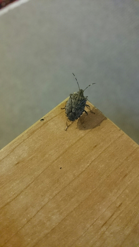 Brown Marmorated Stink Bug from 717 Poplar Ave, Boulder, CO 80304, USA ...