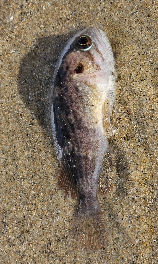Brown Rockfish from Oceano, CA 93445, USA on December 26, 2024 at 02:03 ...