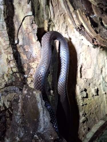 Slaty-grey snake (Stegonotus australis) - Snakes and Lizards
