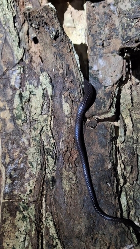 Slaty-grey snake (Stegonotus australis) - Snakes and Lizards