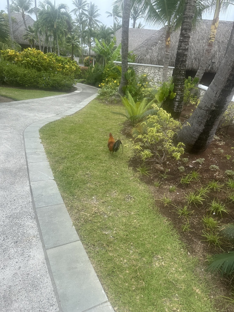 Domestic Chicken from Motu Piti A’au, French Polynesia, PF on December ...