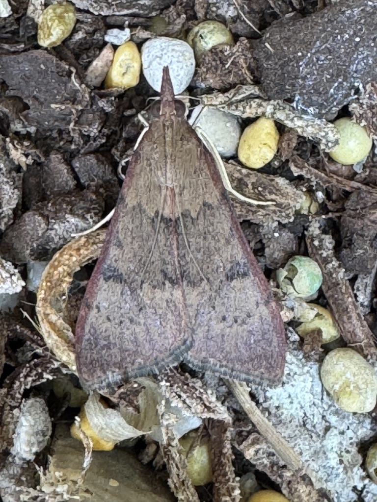 Tree Lucerne Moth from Ronald Ct, Somerville, VIC, AU on December 27 ...
