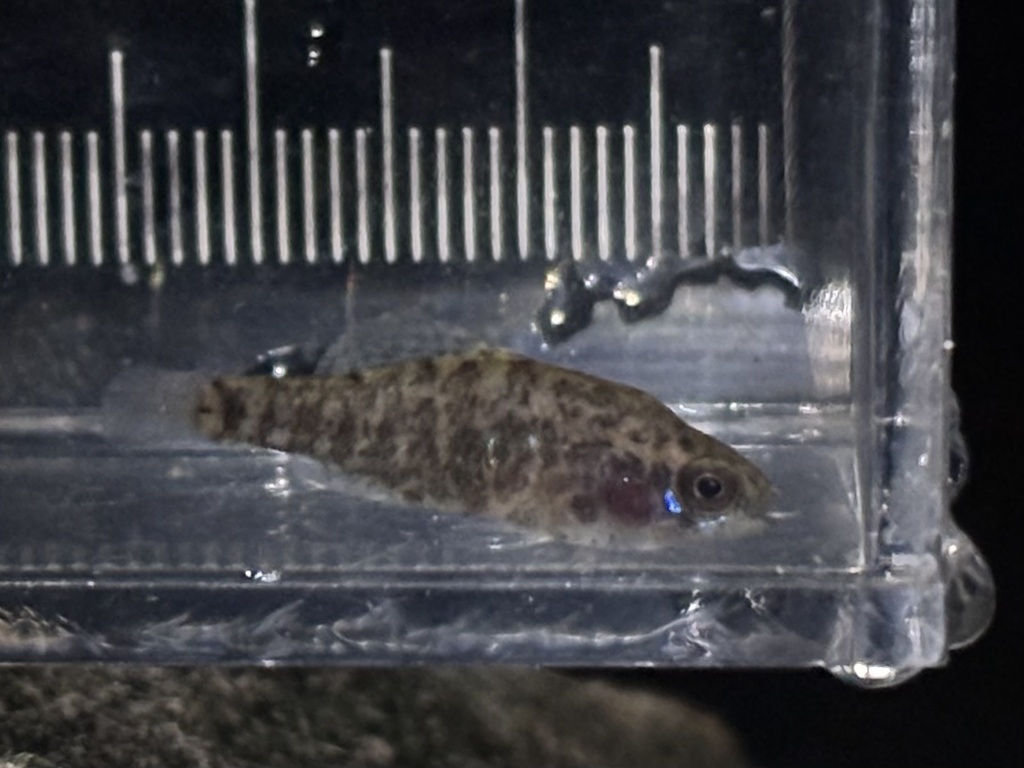 Gulf Coast Pygmy Sunfish in December 2024 by Yinan Li · iNaturalist