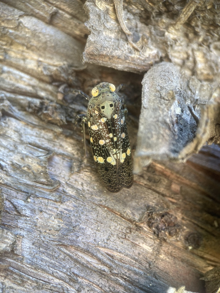 True Hoppers from James Cook Park, Gladstone Central, QLD, AU on ...