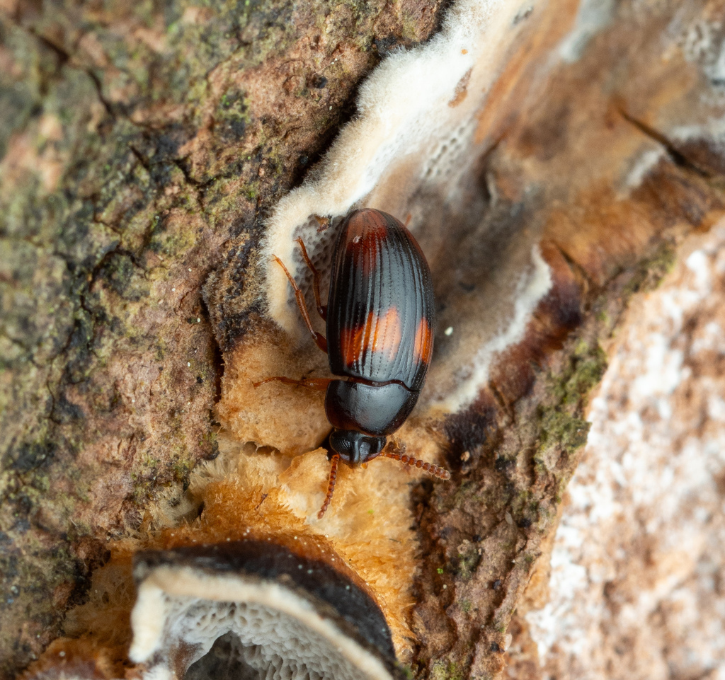 Diaperinae from 中国浙江省杭州市江干区 on April 3, 2024 at 10:10 PM by rofmsyb ...