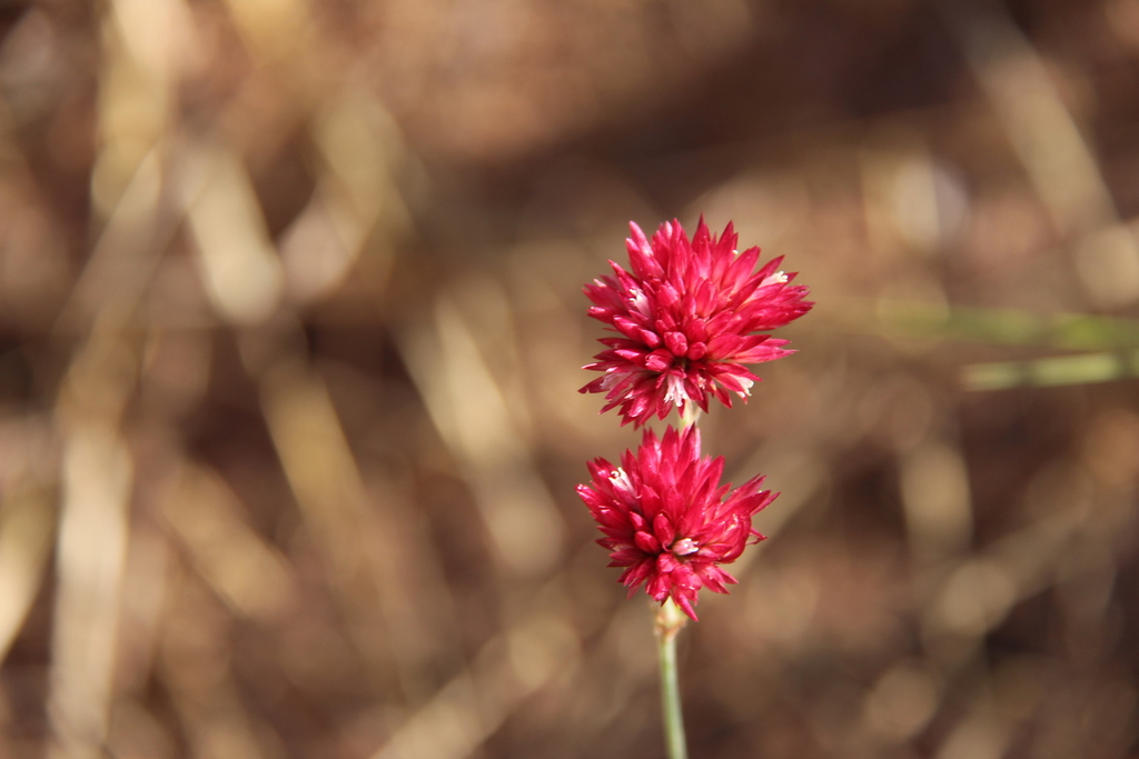 Polycarpaea longiflora from Mitchell Plateau WA 6740, Australia on June ...