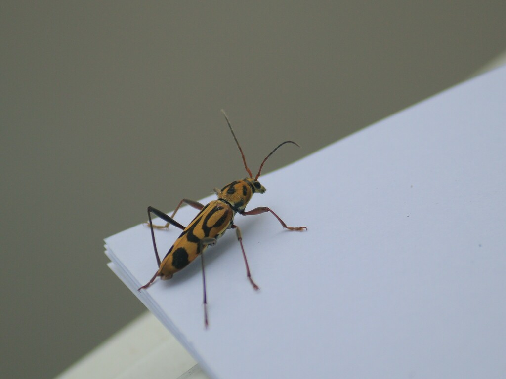 Bamboo Tiger Longhorn from Magelang, Magelang City, Central Java ...