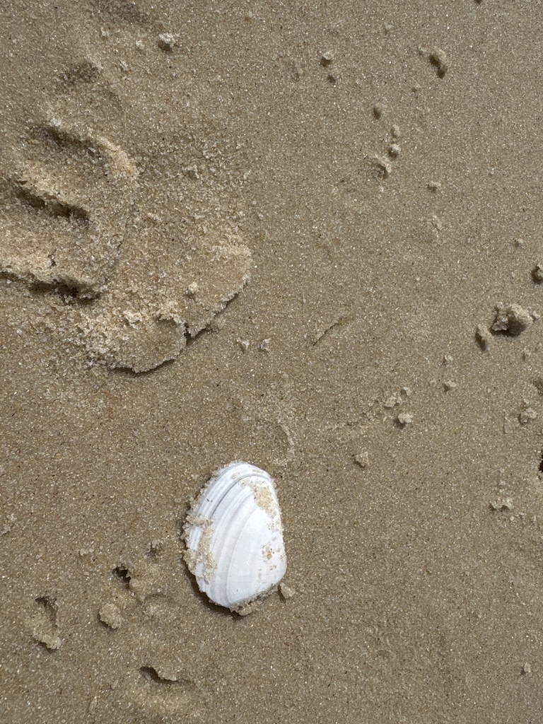 Pipi from Onkaparinga - South Coast, AU-SA, AU on December 27, 2024 at ...