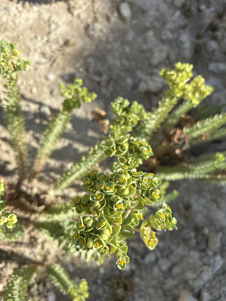 Sea Spurge from Onkaparinga - South Coast, AU-SA, AU on December 27 ...