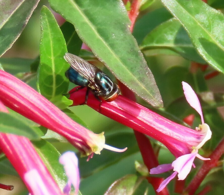 Secondary Screwworm Fly from Rosenberg, TX, USA on December 26, 2024 at ...