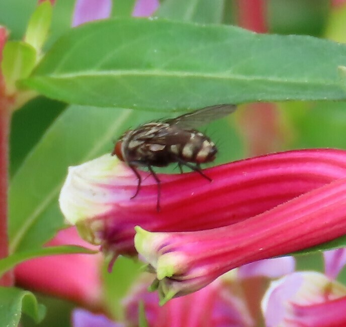 Common Flesh Flies from Rosenberg, TX, USA on December 26, 2024 at 12: ...