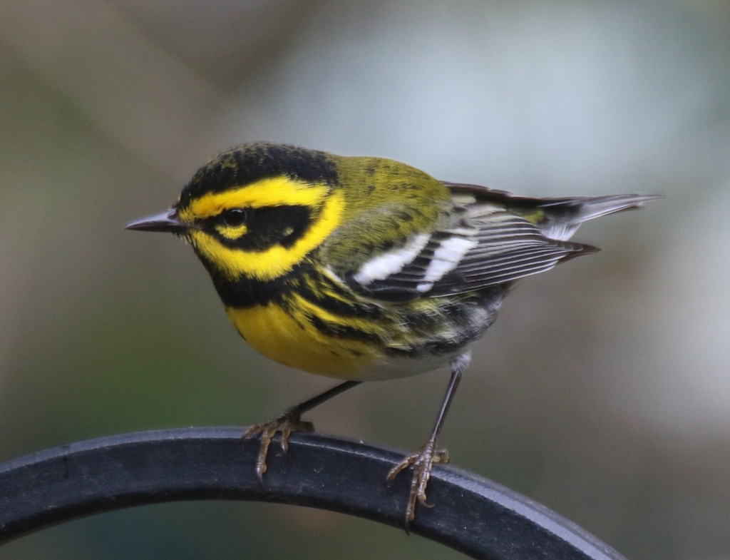 Townsend's Warbler from Sunshine Valley Rd, Moss Beach, CA, US on ...
