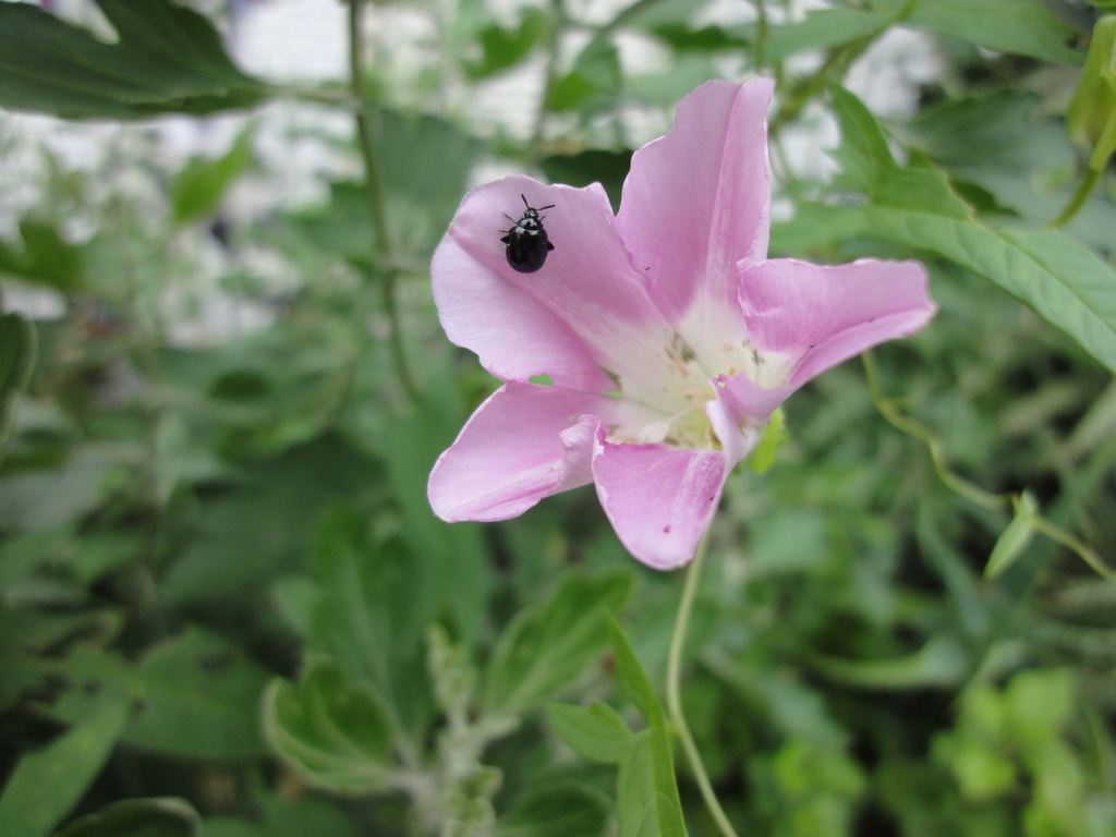 Nonarthra cyanea from 日本、〒116-0011 東京都荒川区西尾久 on July 25, 2016 at 04:27 ...
