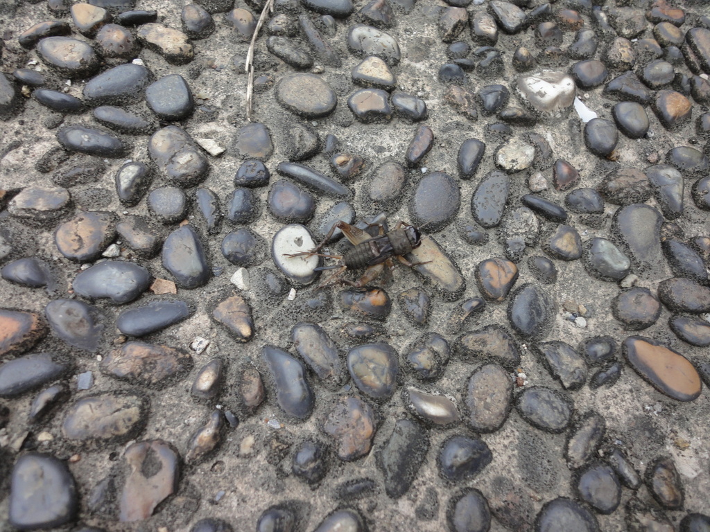 Emma Field Cricket from 日本、〒116-0011 東京都荒川区西尾久 on July 25, 2016 at 04: ...