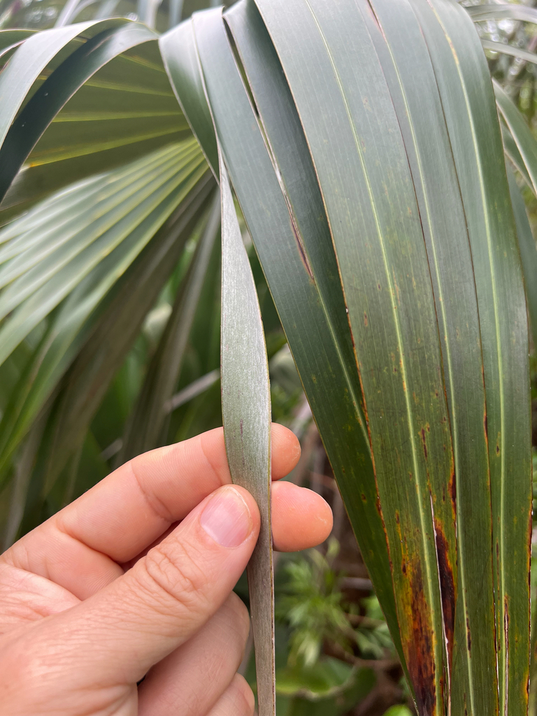 Cayman silver thatch palm (Coccothrinax proctorii) - Botanical Realm
