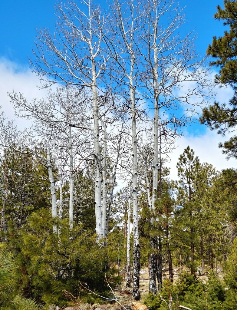 quaking aspen from Coconino County, AZ, USA on March 27, 2021 at 11:51 ...