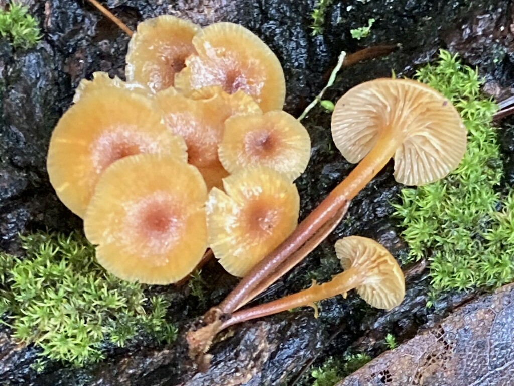 Xeromphalina from Kent Trail, California, USA on December 23, 2024 at ...