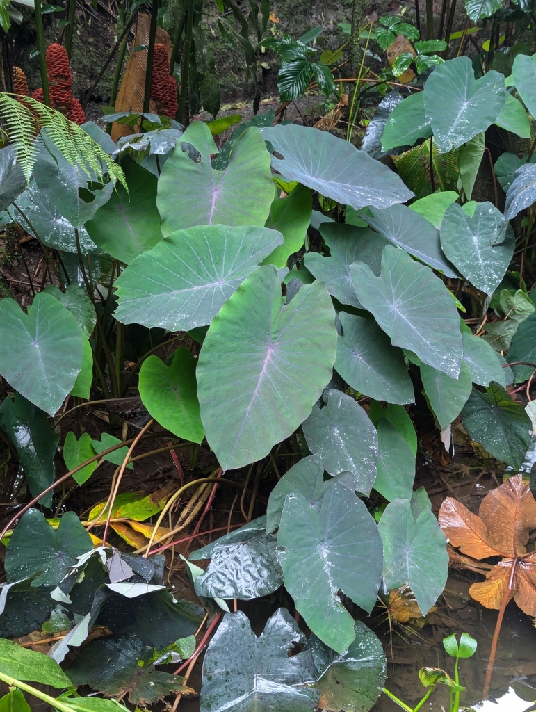 Taro from La Fortuna, Alajuela Province, San Carlos, Costa Rica on ...