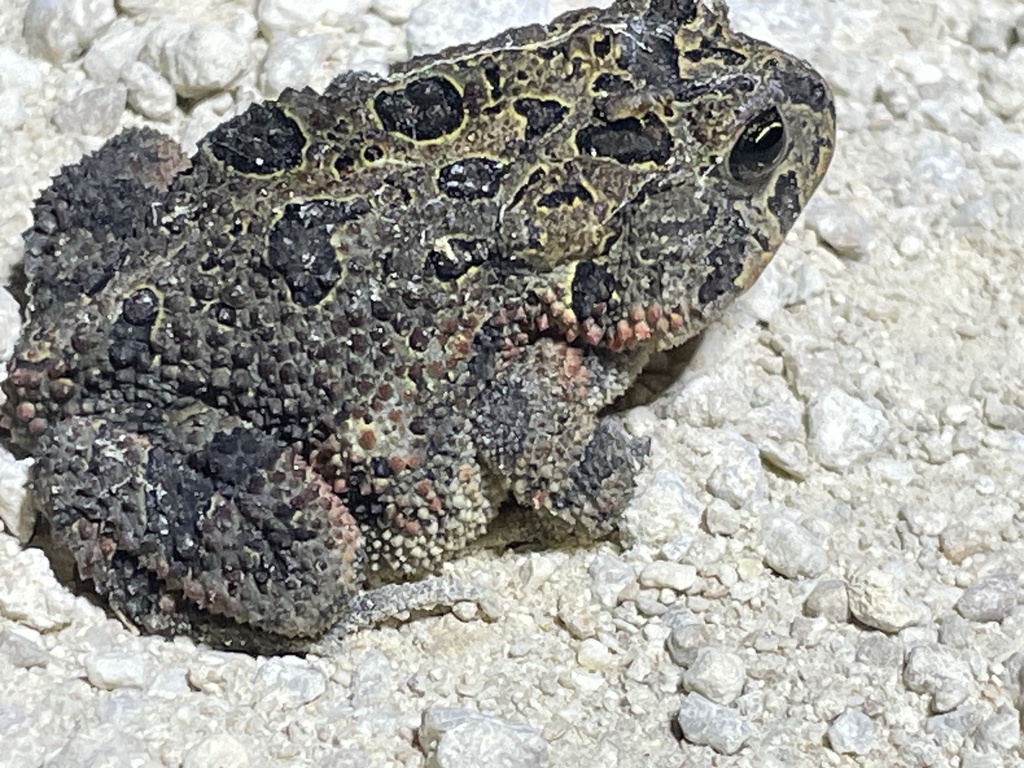 Southern Toad from Big Cypress National Preserve, Ochopee, FL, US on ...