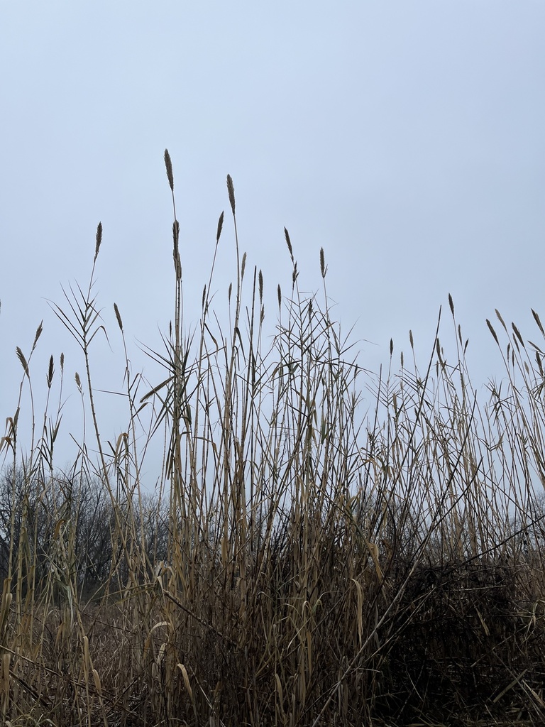 giant reed from Lee's Summit, MO, US on December 26, 2024 at 02:54 PM ...
