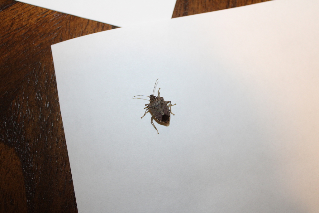 Brown Marmorated Stink Bug from Germantown, OH, USA on December 26 ...