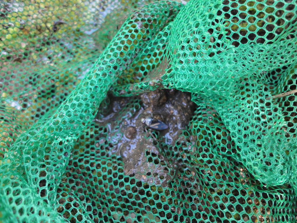 Notonecta triguttata from 日本、〒322-0047 栃木県鹿沼市酒野谷 on August 19, 2016 at ...