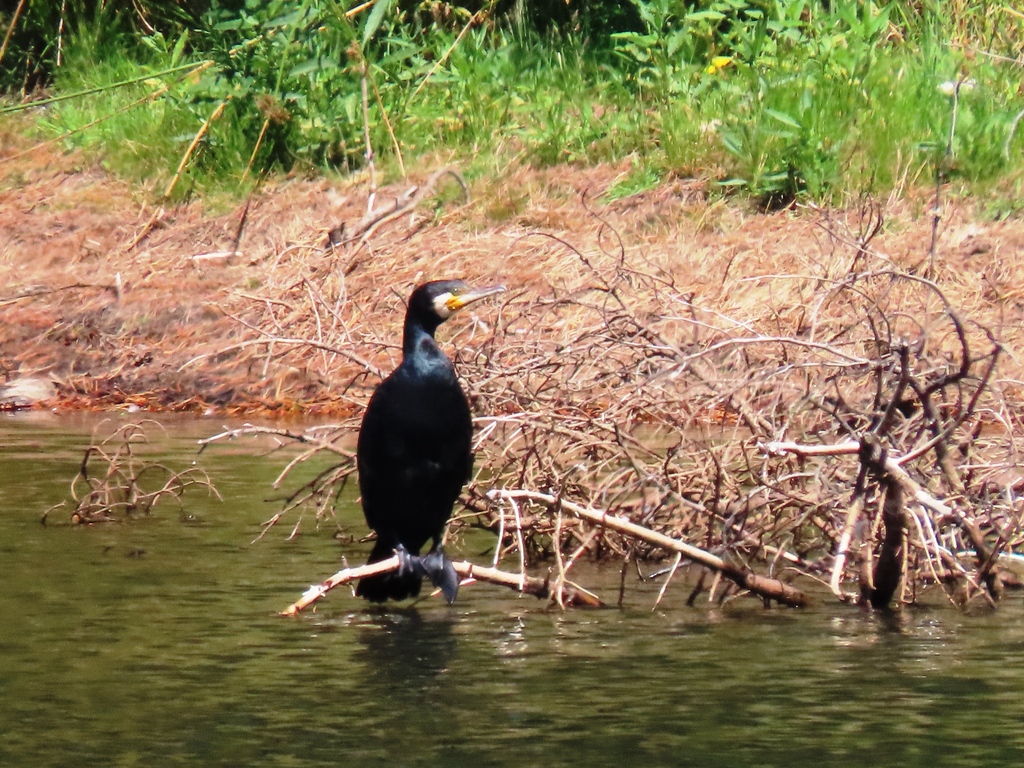 Great Cormorant from Mount Egerton VIC 3352, Australia on December 19 ...
