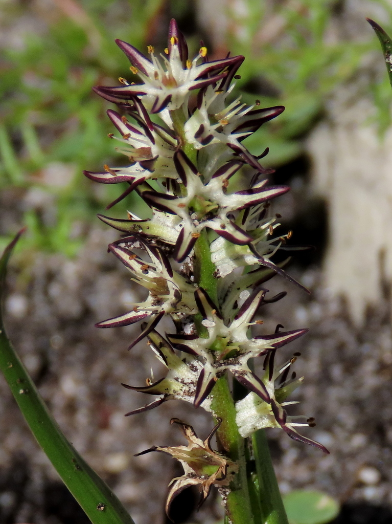 Wurmbea hiemalis (Peninsula Sandstone Fynbos) · iNaturalist
