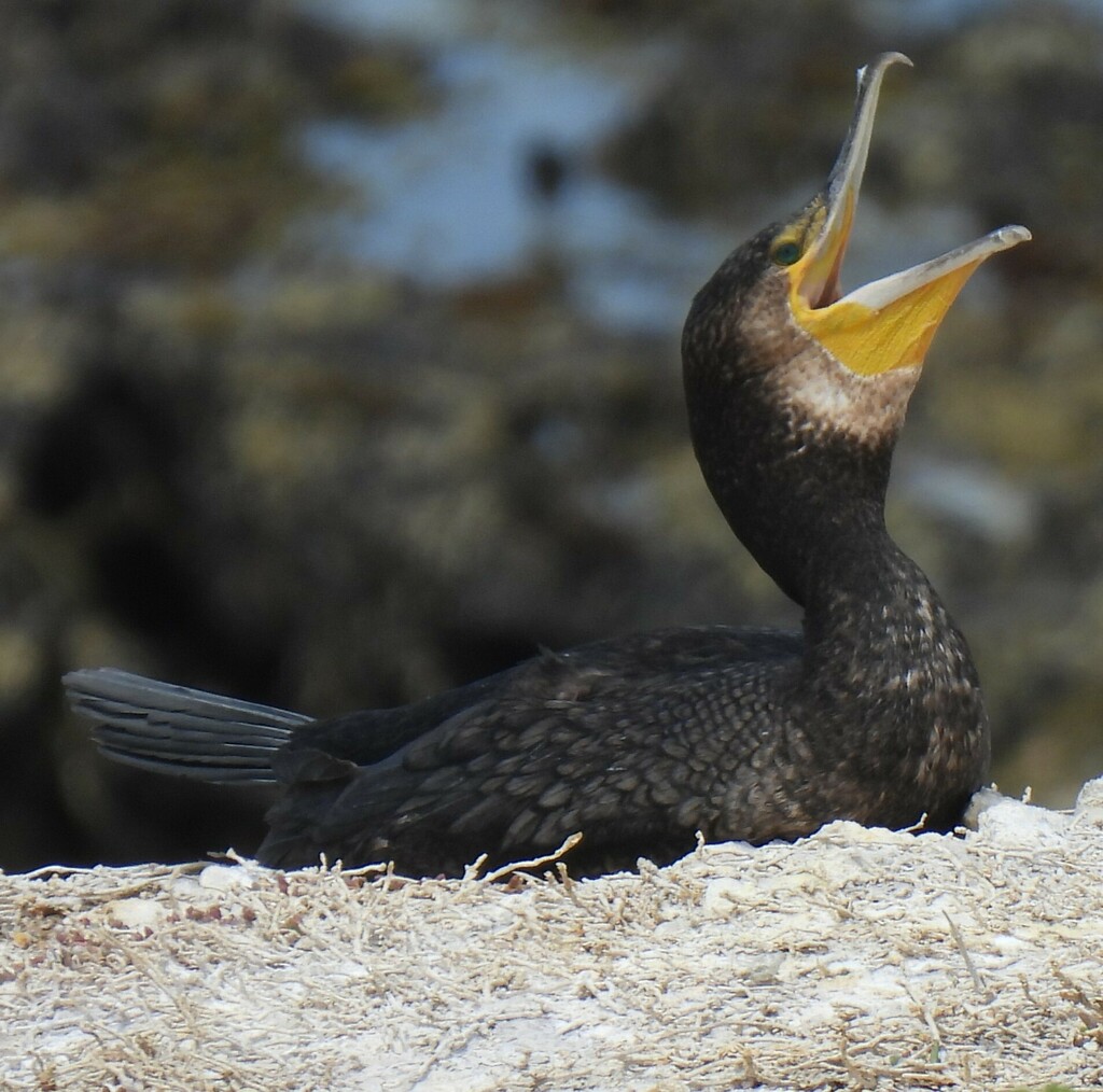 Great Cormorant from Torquay - Jan Juc VIC 3228, Australia on December ...