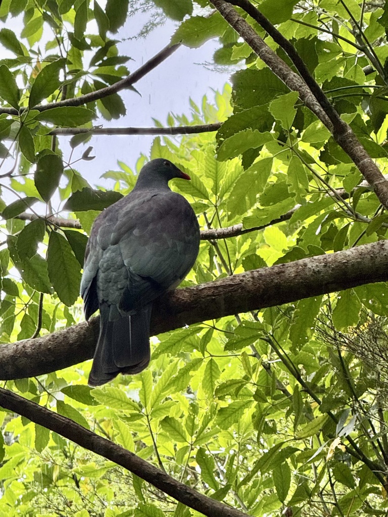 New Zealand Pigeon from Tai Tapu 7672, New Zealand on December 26, 2024 ...