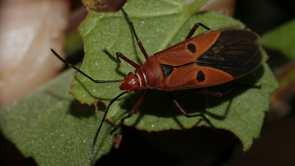 Red Cotton Stainer from Nagla on December 25, 2024 at 09:36 AM by ...
