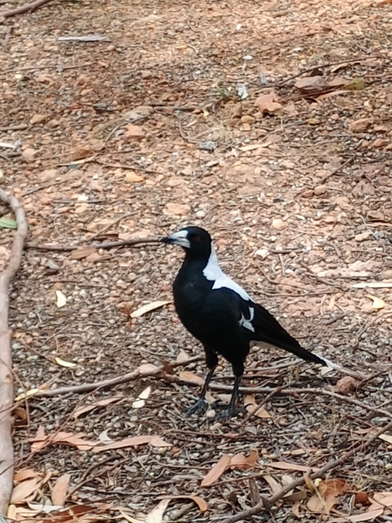 Australian Magpie from Belair SA 5052, Australia on December 27, 2024 ...