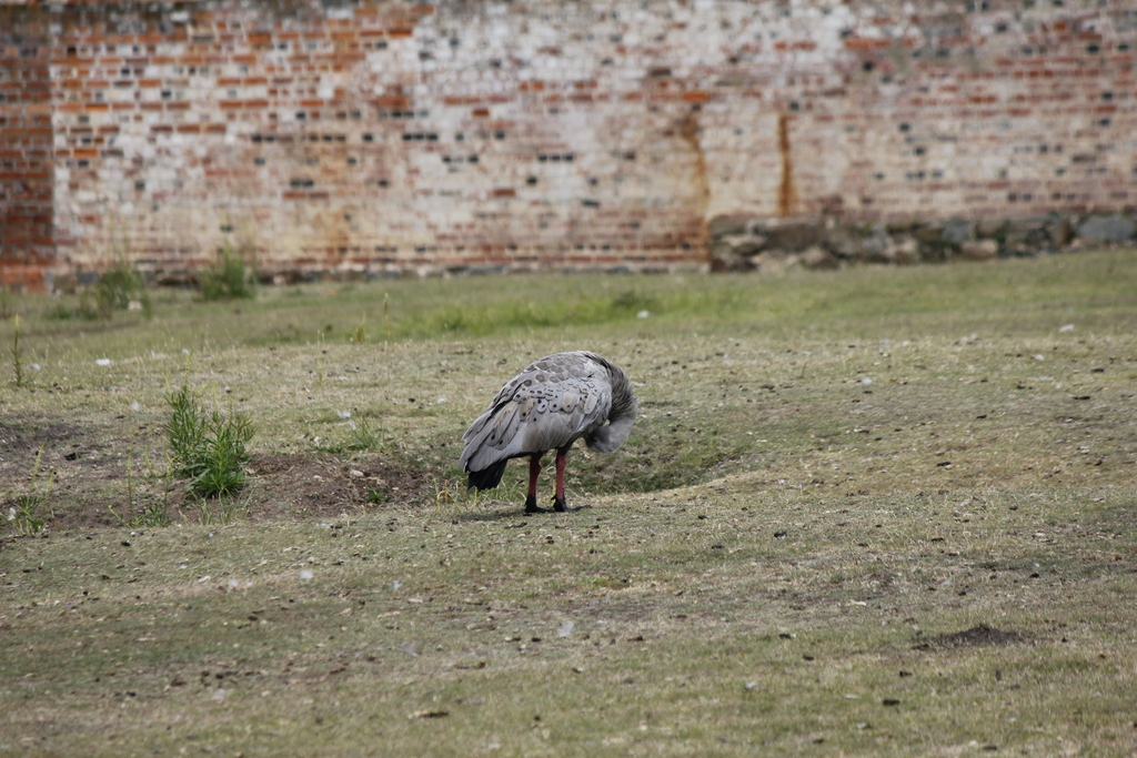 Cape Barren Goose from Maria Island TAS 7190, Australia on December 24 ...