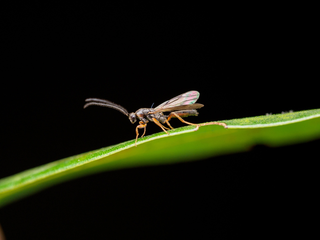 Tetramesa rhopaloides from 中国浙江省杭州市临安区 on March 29, 2024 at 10:42 PM by ...