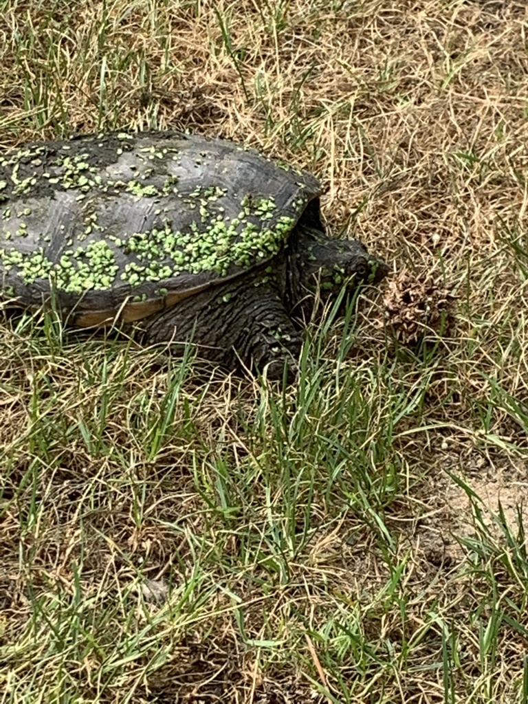 Common Snapping Turtle from Manns Harbor, NC, US on May 24, 2021 at 10: ...
