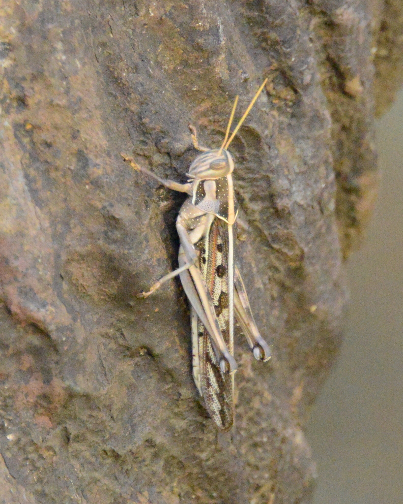 Brown‐spotted Locust from Ngara West, Nairobi, Kenya on February 9 ...