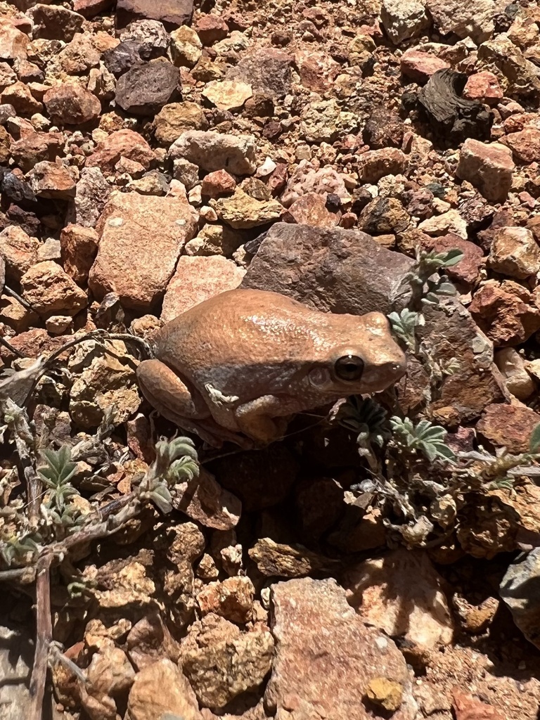 Desert Tree Frog from Gunpowder, QLD, AU on December 26, 2024 at 11:51 AM by cassiewilliams ...